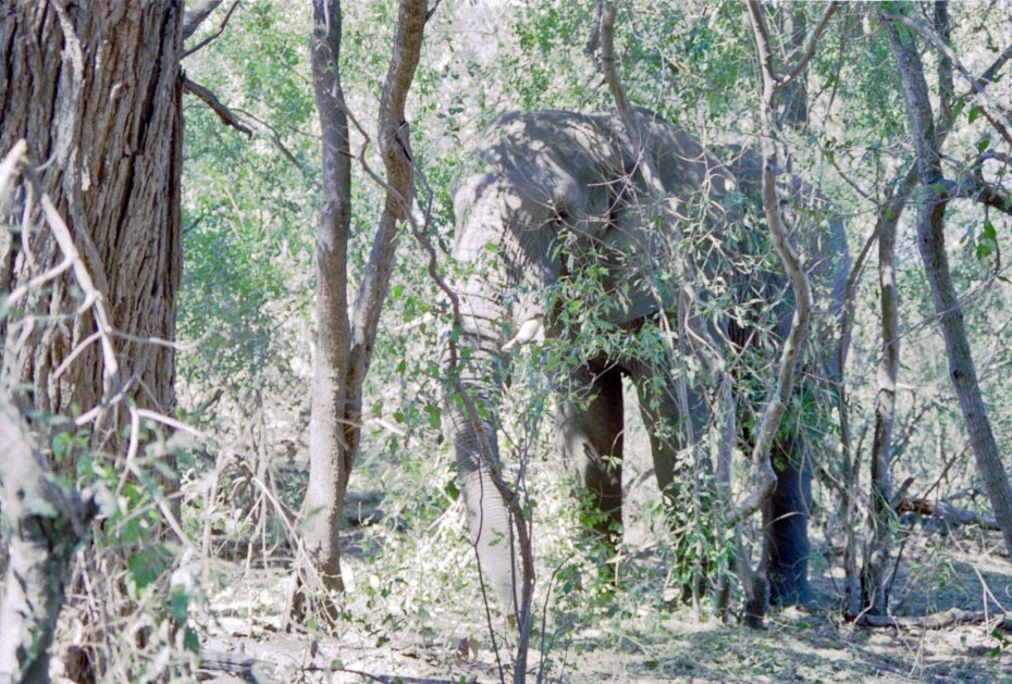 Year of the Elephant: Camouflage – ABOUT ELEPHANTS