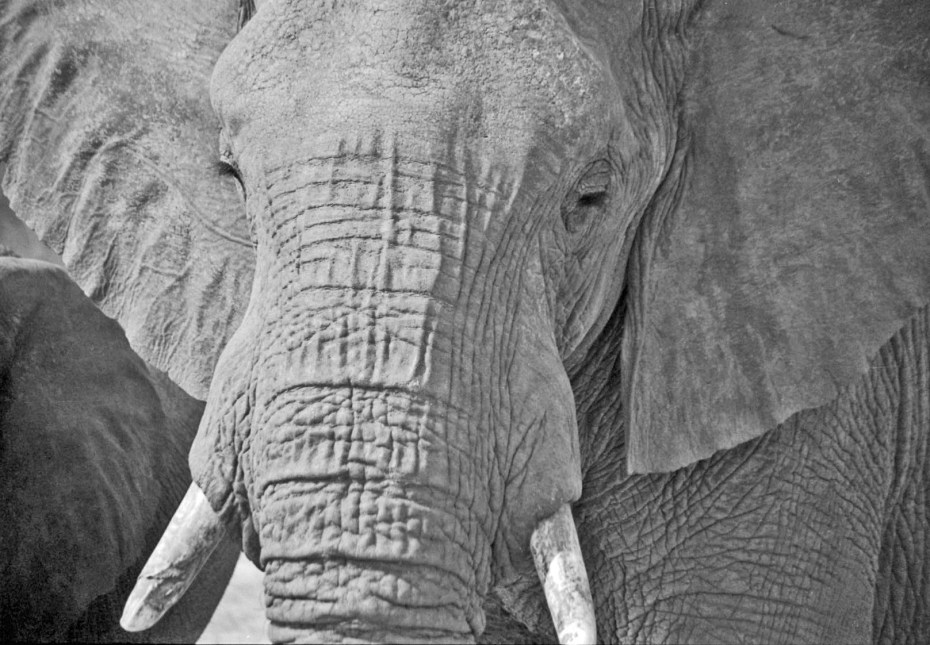 Elephant Encounters – ABOUT ELEPHANTS